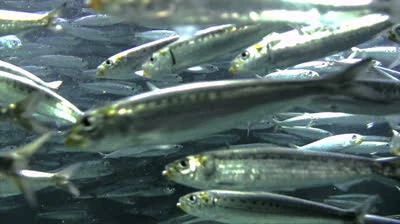 Silver fish | Finding nemo species Wikia | Fandom