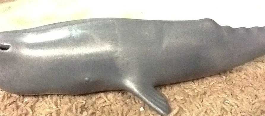 Whale | Finding nemo/dory playmobil Wikia | Fandom