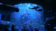 Marine Life Institute | Finding Dory Wiki | Fandom