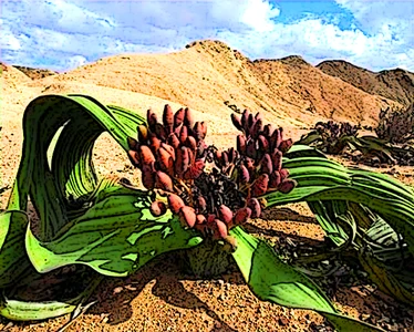 Devil Weed | Findle Wiki | Fandom