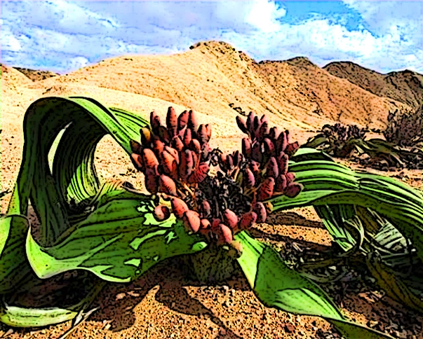 Devil Weed | Findle Wiki | Fandom