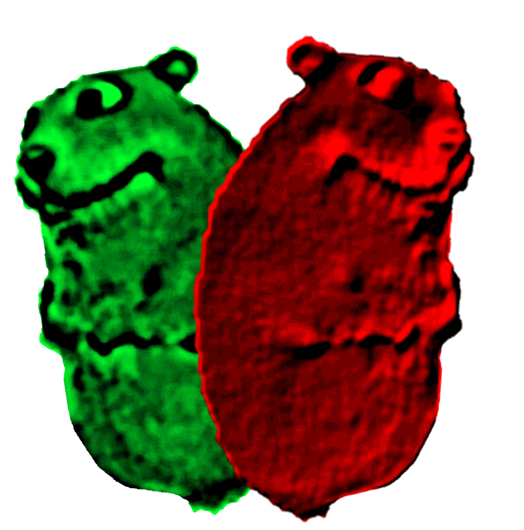 Chomik Chomik | Findthechomiks fanon Wiki | Fandom