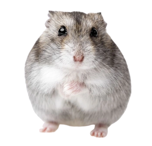 Actual Ohio Chomik Chomik | Findthechomiks fanon Wiki | Fandom