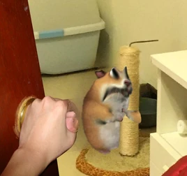 Upset Chonky Chomik | Findthechomiks fanon Wiki | Fandom