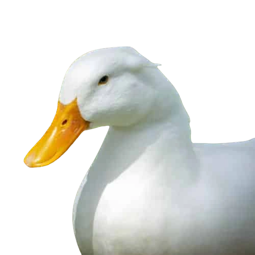 Geese | Find The Geese Wiki | Fandom