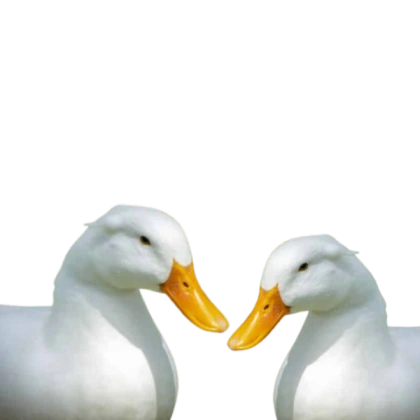 Dual Goose | Find The Geese Wiki | Fandom