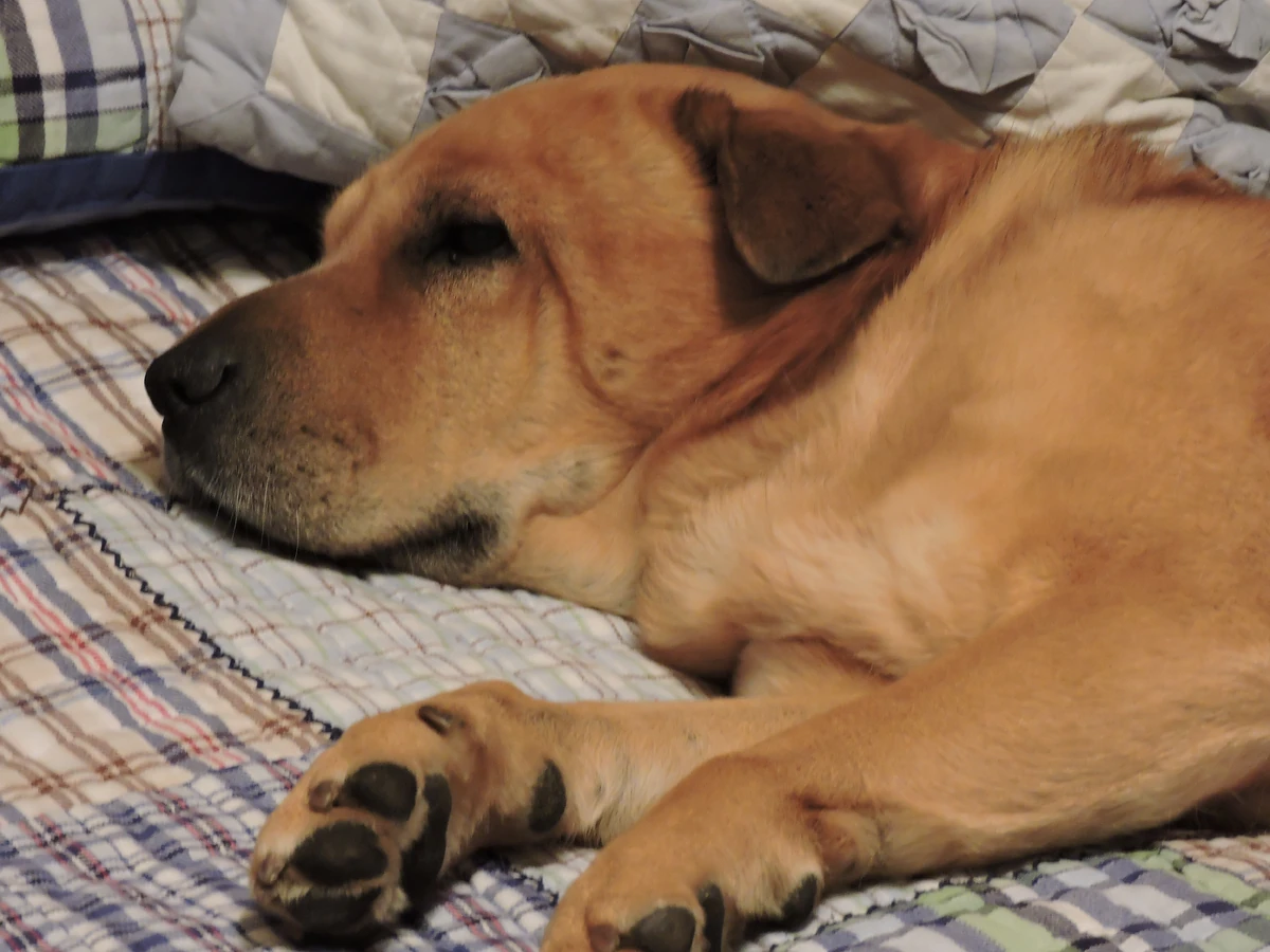 Dallas the Dog | Fire Flame Studios Wiki | Fandom