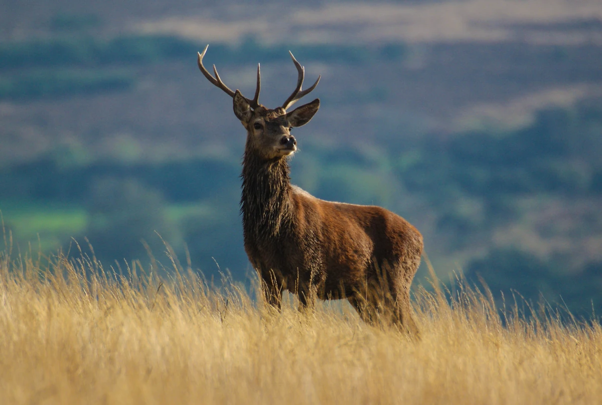 Roe Deer | FireBringer Wiki | Fandom