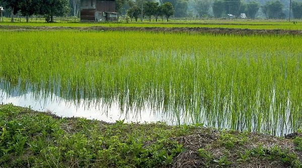 Farming Complex | First Ark to Alpha Centauri Wiki | Fandom