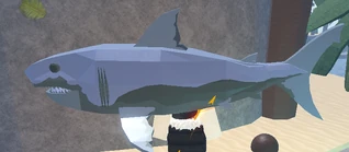 Ginsu Shark | Fisch Wiki | Fandom