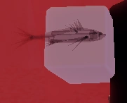 Spiderfish | Fisch Wiki | Fandom