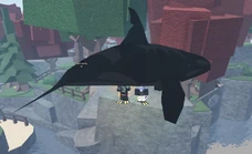 Orca | Fisch Wiki | Fandom
