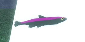 Anchovy | Fisch Wiki | Fandom
