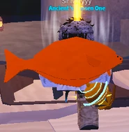 Halibut | Fisch Wiki | Fandom