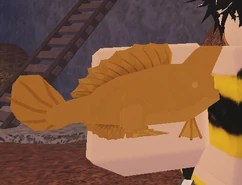 Handfish | Fisch Wiki | Fandom