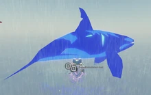 Orca | Fisch Wiki | Fandom