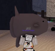 Sunfish | Fisch Wiki | Fandom