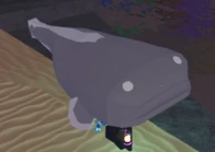 Mirage Toadfish | Fisch Wiki | Fandom