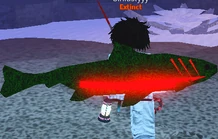 Cobia | Fisch Wiki | Fandom