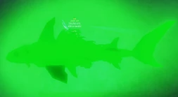 Frilled Shark | Fisch Wiki | Fandom