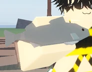 Perch | Fisch Wiki | Fandom