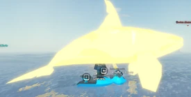 Orca | Fisch Wiki | Fandom