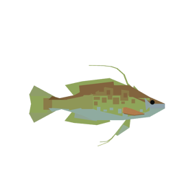 Longtail Bass | Fisch Wiki | Fandom