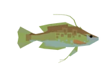 Category:Bass | Fisch Wiki | Fandom