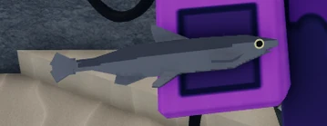 Anchovy | Fisch Wiki | Fandom