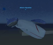 Moby | Fisch Wiki | Fandom