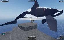 Orca | Fisch Wiki | Fandom