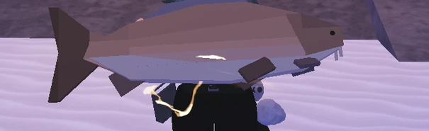 Carp | Fisch Wiki | Fandom