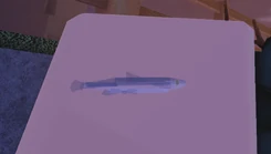 Anchovy | Fisch Wiki | Fandom