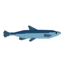 Anchovy | Fisch Wiki | Fandom