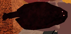 Flounder | Fisch Wiki | Fandom