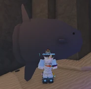 Sunfish | Fisch Wiki | Fandom