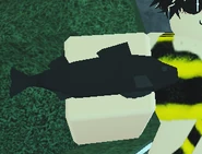 Perch | Fisch Wiki | Fandom