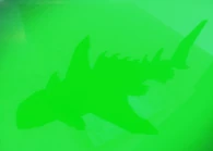 Frilled Shark | Fisch Wiki | Fandom