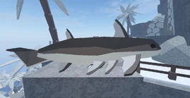 Acanthodii | Fisch Wiki | Fandom