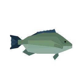 Porgy | Fisch Wiki | Fandom