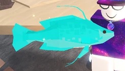 Longtail Bass | Fisch Wiki | Fandom