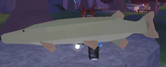 Pike | Fisch Wiki | Fandom