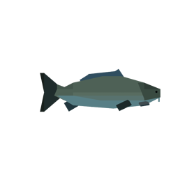 Carp | Fisch Wiki | Fandom