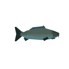 Carp | Fisch Wiki | Fandom