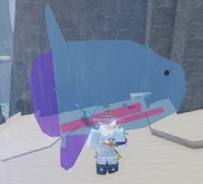 Sunfish | Fisch Wiki | Fandom