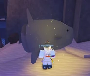 Sunfish | Fisch Wiki | Fandom