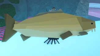 Carp | Fisch Wiki | Fandom