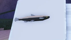 Anchovy | Fisch Wiki | Fandom