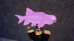 Amblypterus | Fisch Wiki | Fandom