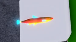 Anchovy | Fisch Wiki | Fandom